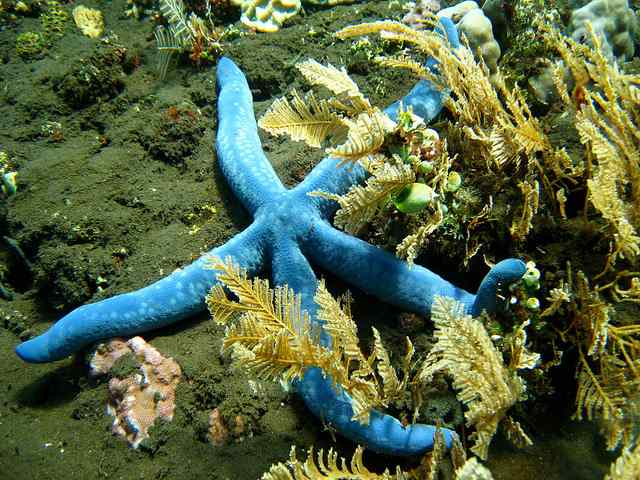 The Top 10 Spectacular Blue Coloured Fish - Owlcation