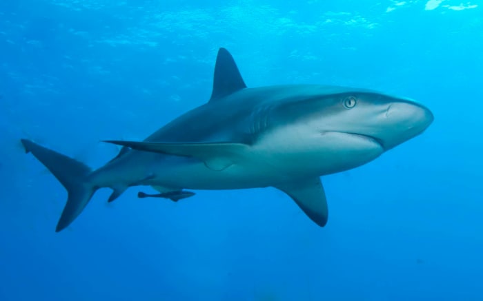 Guide to Different Types of Sharks - HubPages