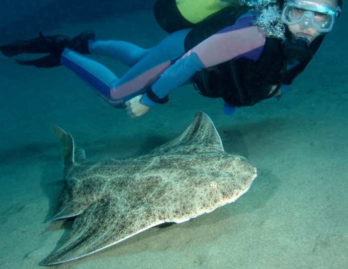 Guide to Different Types of Sharks - HubPages