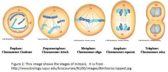 What Is Cell Division HubPages what-is-cell-division-hubpages