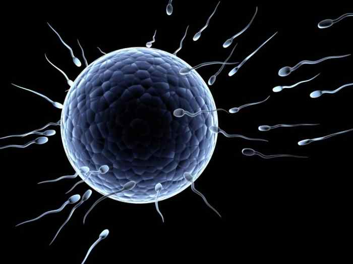 Heredity - Telegony Versus Genetics - HubPages