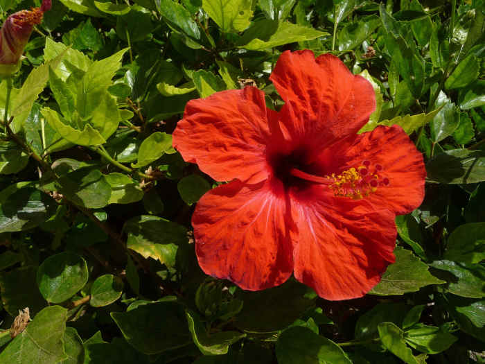 Red Hibiscus Flowers - Pictures, Varieties And Uses - HubPages