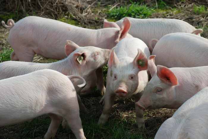 Most Consumed Meats In The World - HubPages