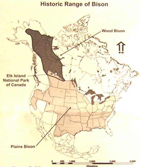 The Iconic American Bison - HubPages