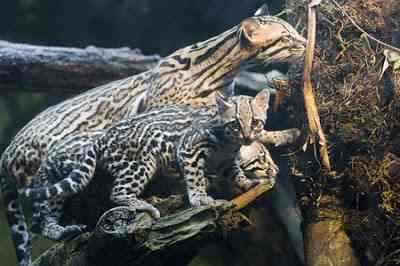 The Ocelot - Leopardus pardalis, or Dwarf Leopard - HubPages