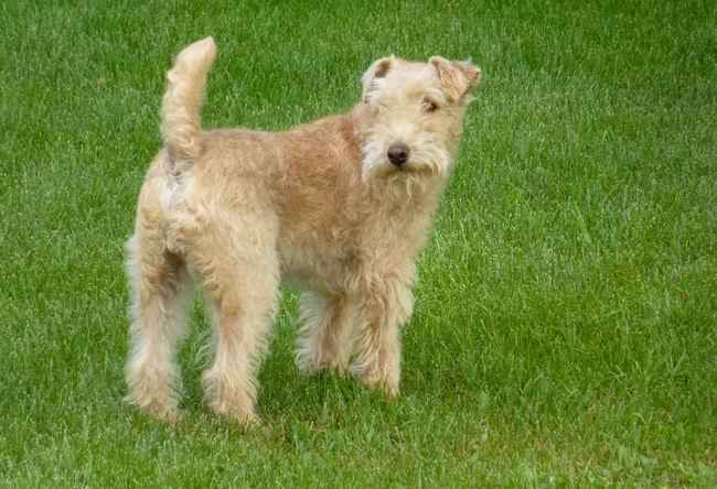 The 10 Best Earthdogs - HubPages