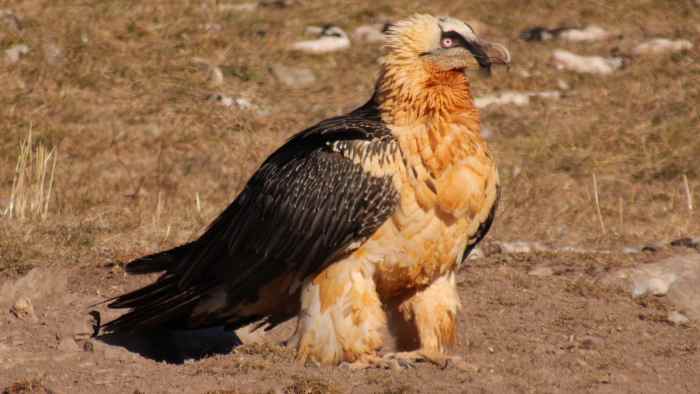 10 Largest Raptor Birds - HubPages
