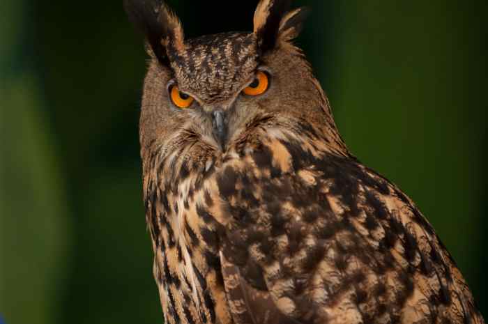 10 Largest Raptor Birds - HubPages