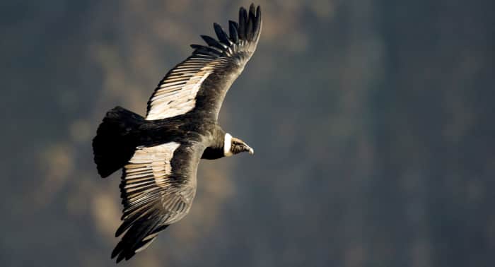 10 Largest Raptor Birds - HubPages