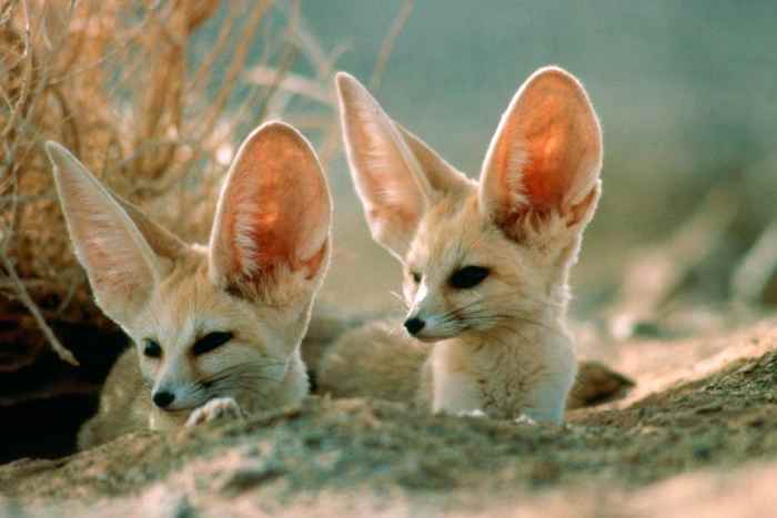 7 Most Beautiful Foxes - HubPages