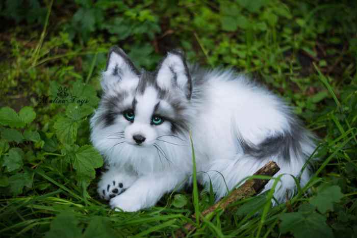 7 Most Beautiful Foxes - HubPages
