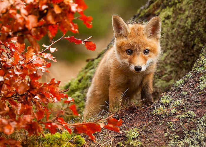 7 Most Beautiful Foxes - HubPages