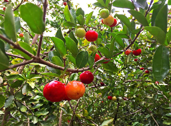 Tropical Taste of Hawaii: The Awesome Acerola Cherry - HubPages