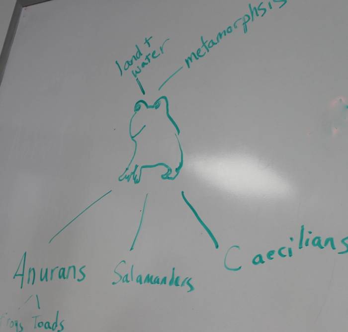 Frog Dissection Lesson Plan for Middle School Biology - HubPages