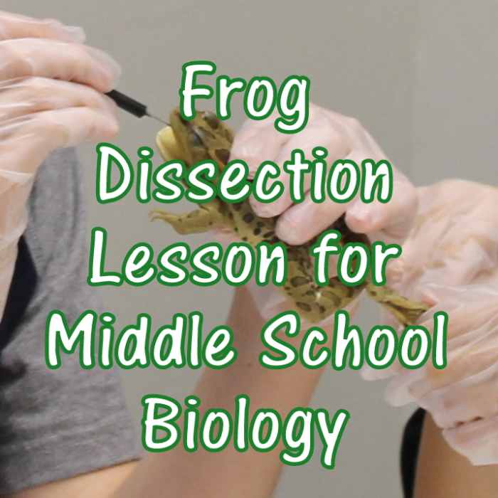 Frog Dissection Lesson Plan for Middle School Biology - HubPages