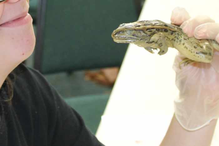 Frog Dissection Lesson Plan for Middle School Biology - HubPages