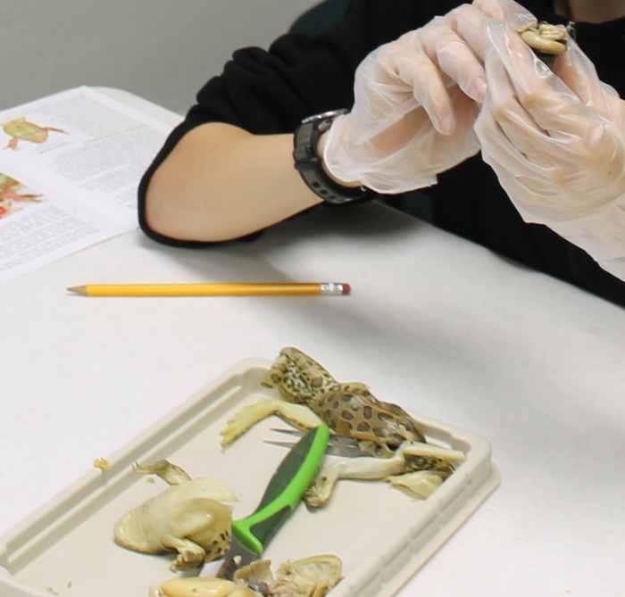 Frog Dissection Lesson Plan for Middle School Biology - HubPages