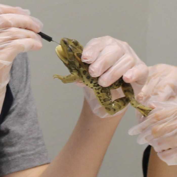 Frog Dissection Lesson Plan for Middle School Biology - HubPages
