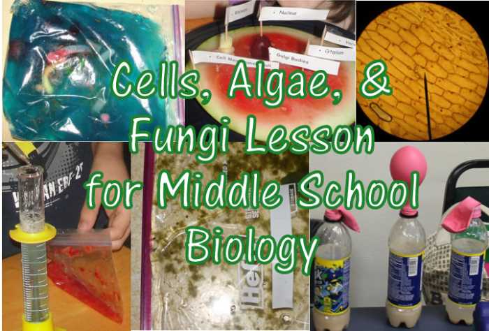 Cells, Algae, and Fungi STEM Lesson Plan for Middle School Biology ...