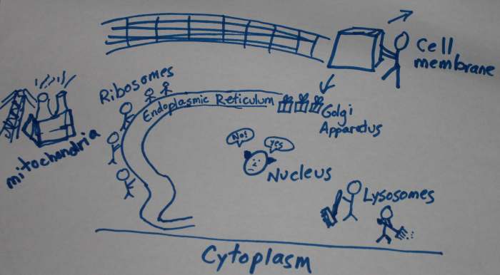Cells, Algae, and Fungi STEM Lesson Plan for Middle School Biology ...
