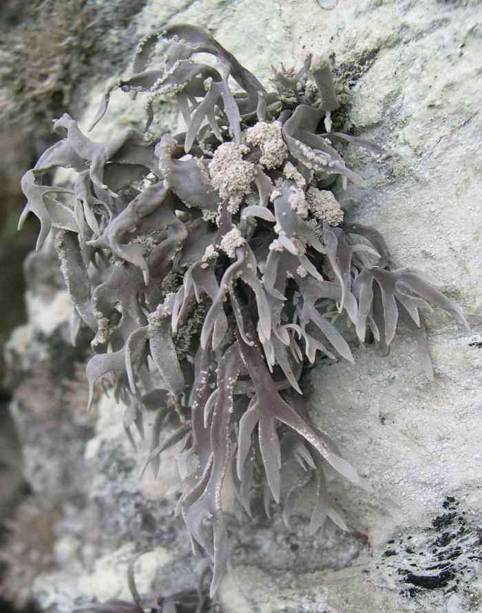 Dye Plants II: The Atlantic Purple Wonder Archil lichen Roccella ...