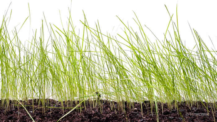 Tips Regarding How To Grow Grass Seed Successfully - HubPages