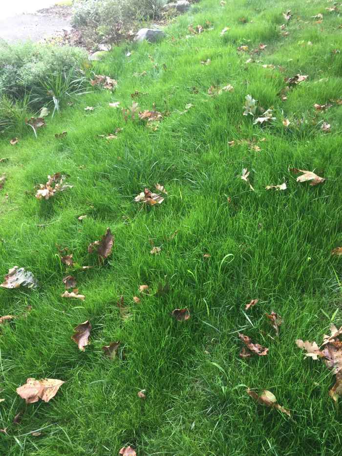 Tips Regarding How To Grow Grass Seed Successfully - HubPages