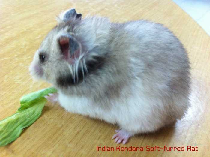 11 Cutest Pets For Children - HubPages