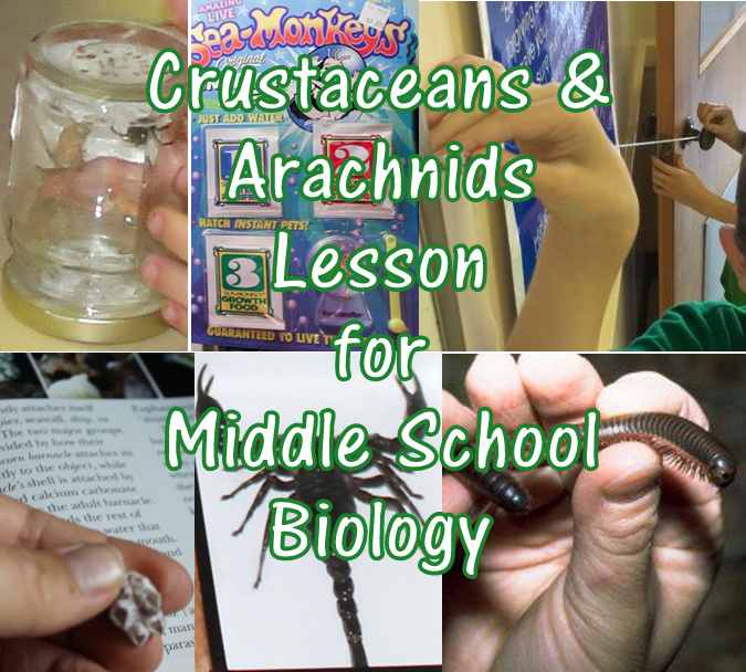 Crustaceans & Arachnids STEM Lesson Plan for Middle School Biology ...