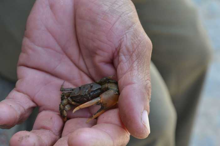 Crustaceans & Arachnids STEM Lesson Plan for Middle School Biology ...