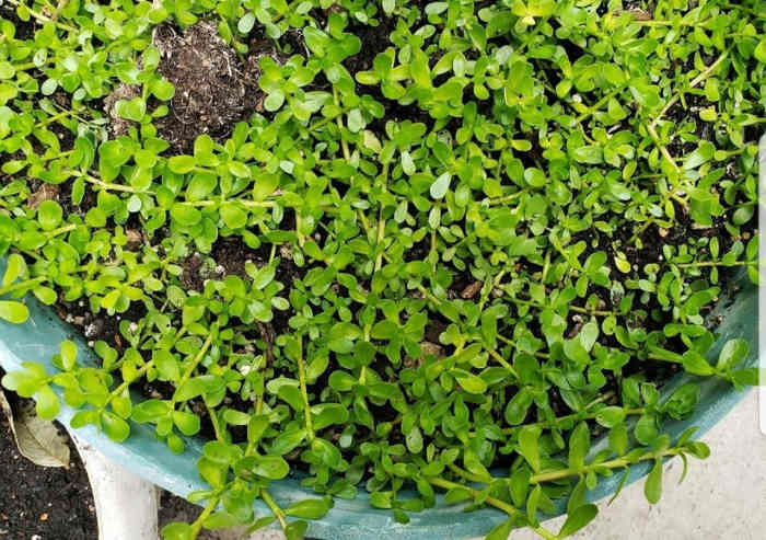 Bacopa Monniere - Papait, Brahmi or Waterhyssop - HubPages
