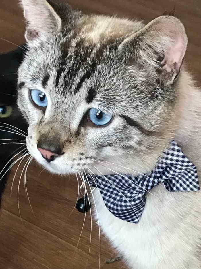 10 Best First Time Pets for Kids - HubPages