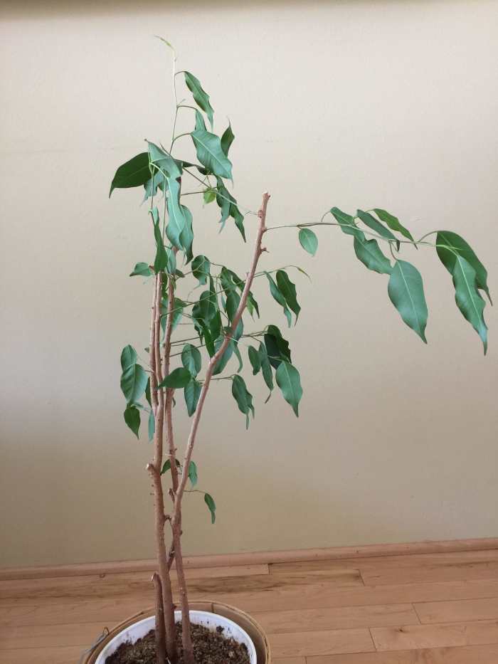 Houseplant Care for Ficus; Benji, Ali, Amstel King, Nitida - HubPages