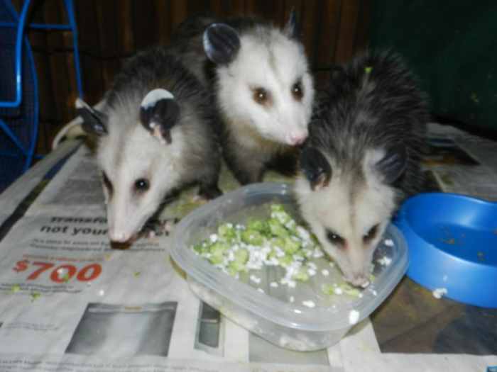 Caring for Baby Possums - HubPages
