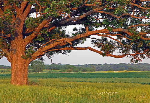 Native Trees of Nebraska - HubPages