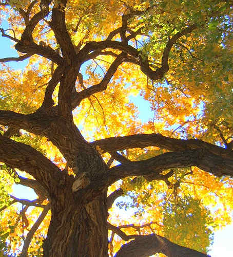 Native Trees of Nebraska - HubPages