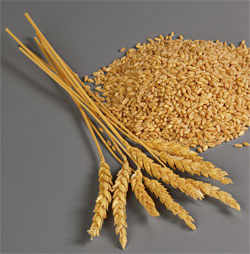 Wheat, Tare, and Weeds. Know the Difference - HubPages