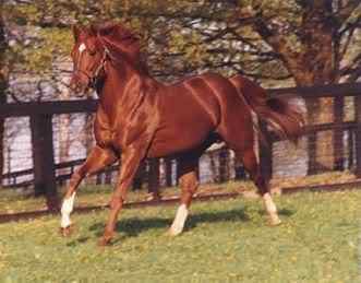 The Greatest Racehorse: Secretariat. - HubPages
