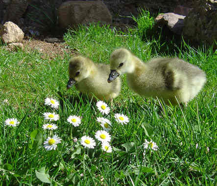 Ecological Landscaping: Using Geese as Lawn Mowers - Dengarden