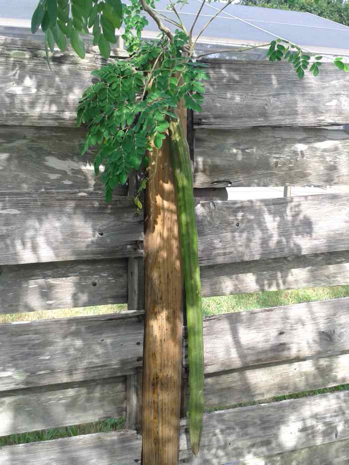 Why I Love Moringa - HubPages