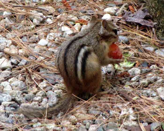 Fun Facts About Chipmunks - HubPages