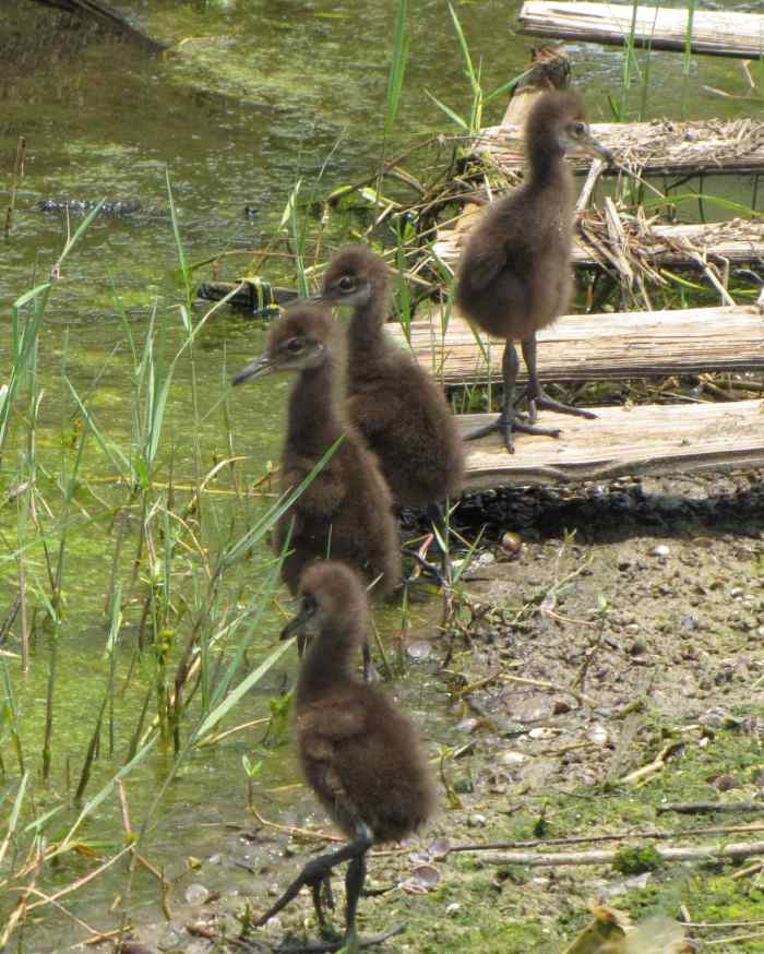 Limpkin Chicks - HubPages