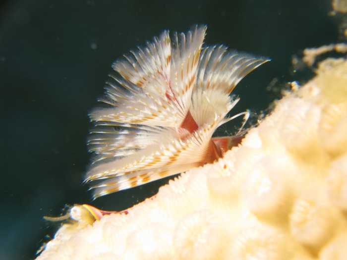 Christmas Tree Worms Facts ~ Interesting and Colorful Sealife in the ...