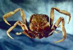 Samurai Crab - HubPages