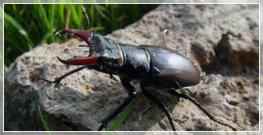 10 Weird and Unusual Things to See and Do in Alabama - HubPages