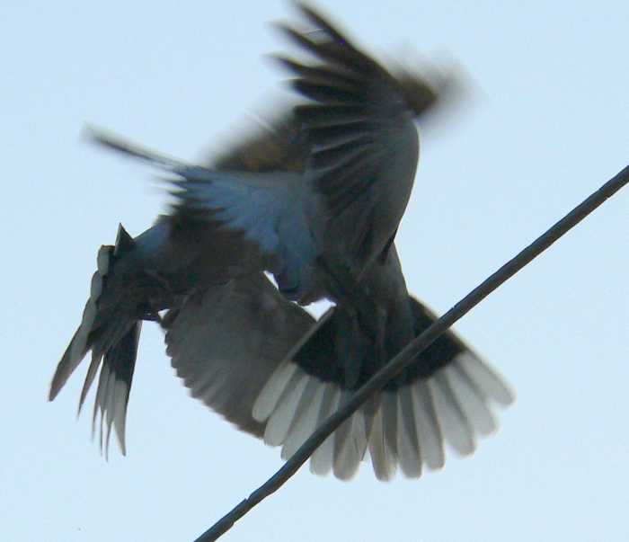 How do birds mate? Pictures of dove (pigeon family) mating - HubPages