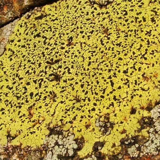 What is Lichen: - HubPages