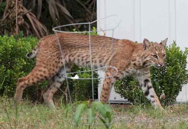 The Small But Powerful Bobcat - HubPages