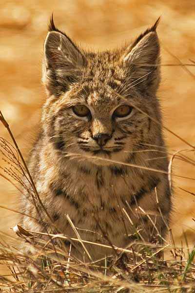 The Small But Powerful Bobcat - HubPages
