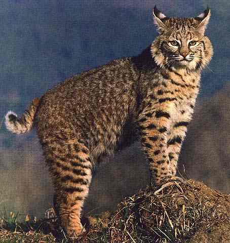 The Small But Powerful Bobcat - HubPages